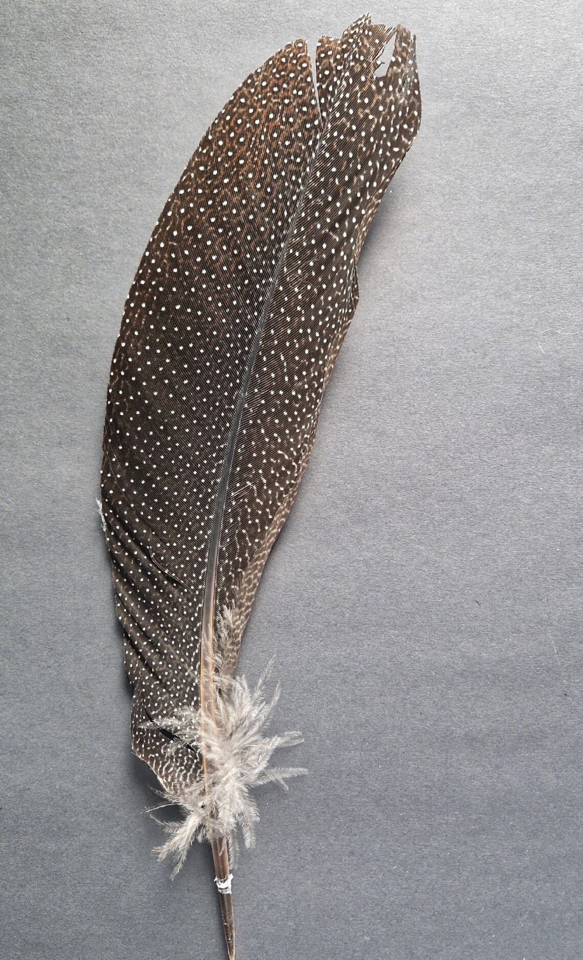 Great Argus argusianus Argus Pheasant Tail Feather, Naturally Molted ...