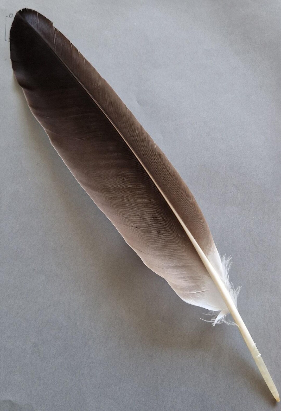 Rare Large Bird Feathers. Naturally Molted, Cruelty Free. 45cm - Etsy