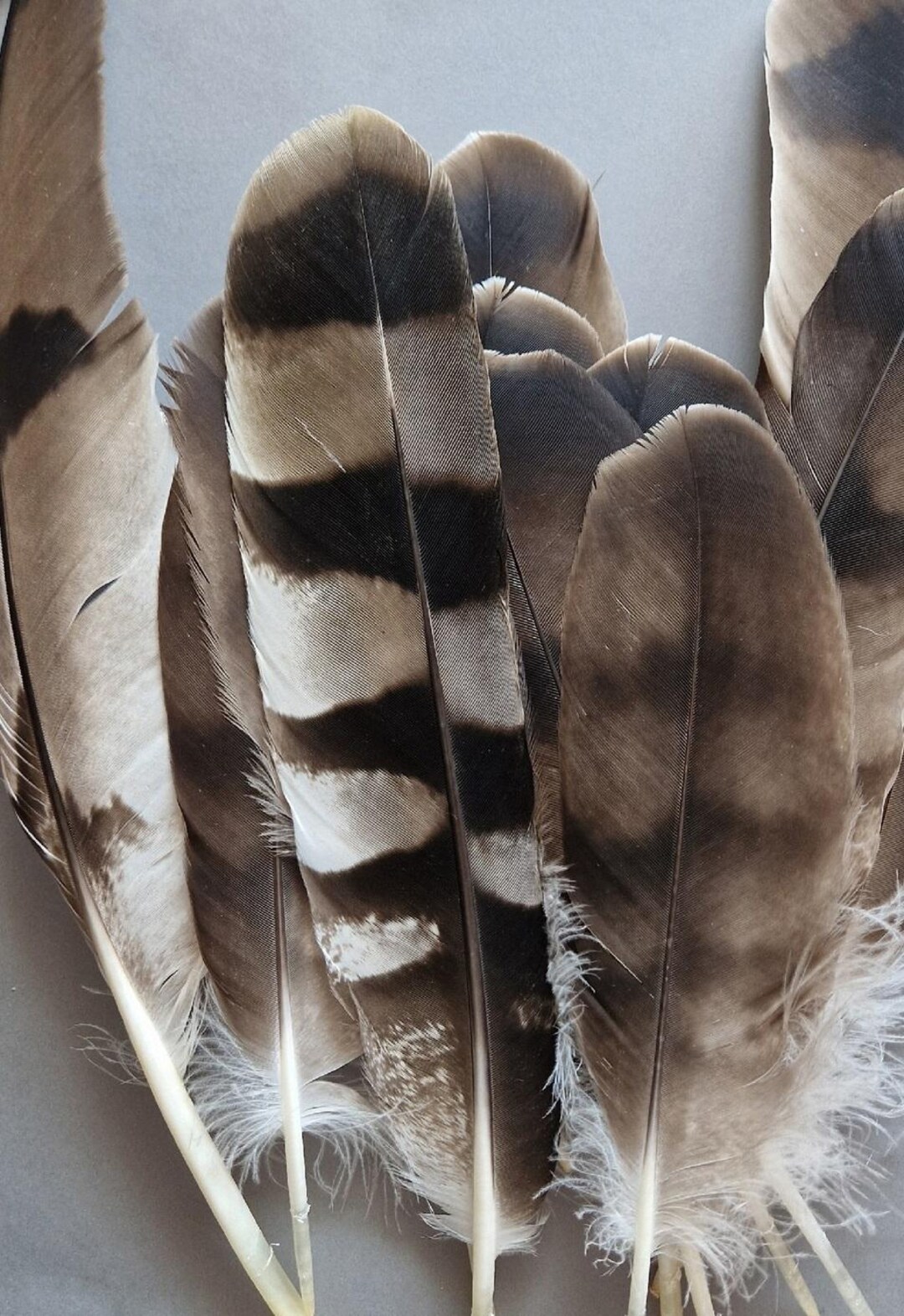 Rare Bird Feathers Naturally Molted Cruelty Free - Etsy