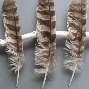 Large Feathers - Etsy