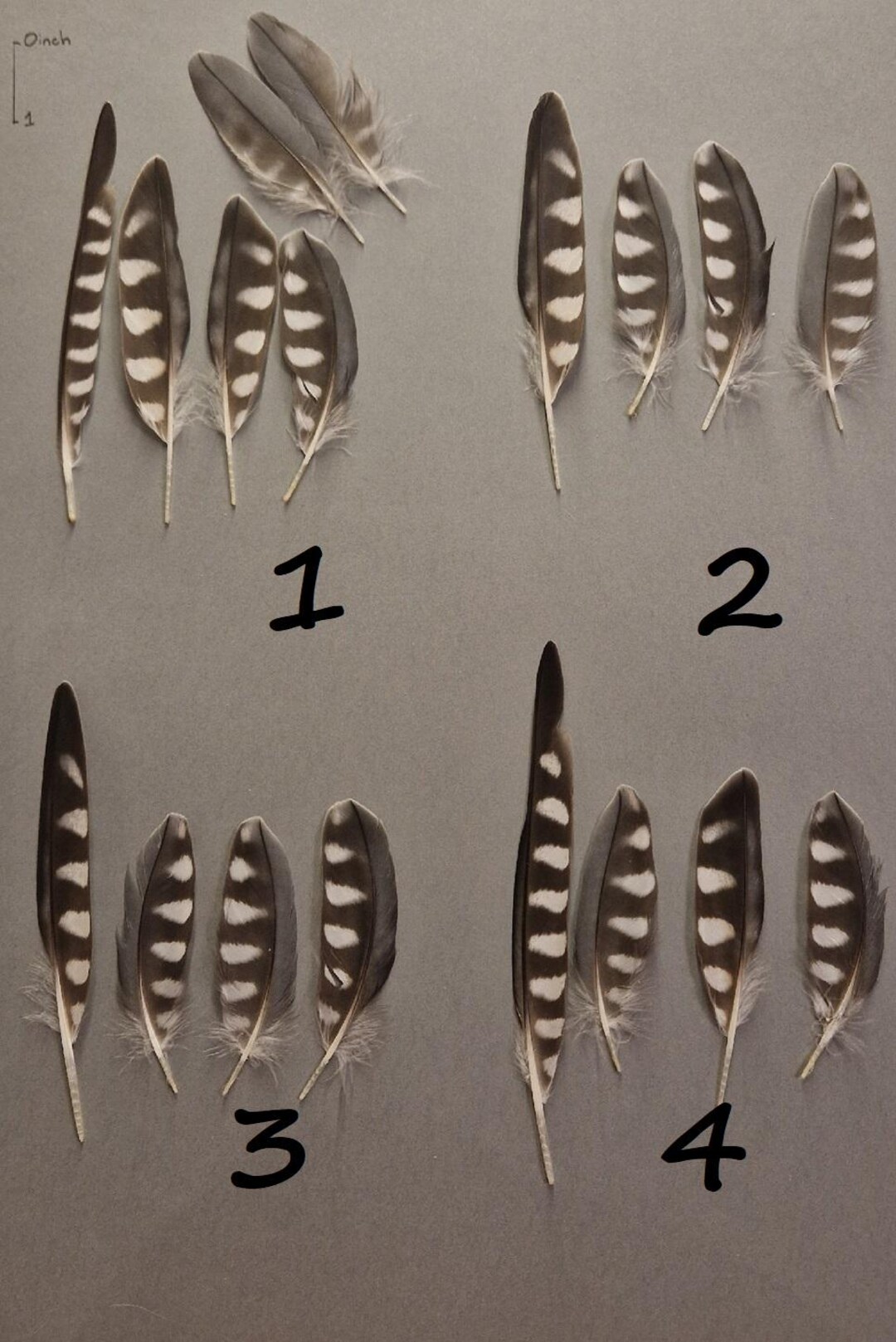 Rare Small and Spotted Feathers. - Etsy