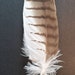 Large Rare Striped Hybrid Hawk Feathers. Naturally Molted. - Etsy Canada