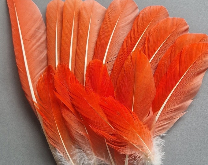 Naturally Molted Large Feathers. - Etsy Canada