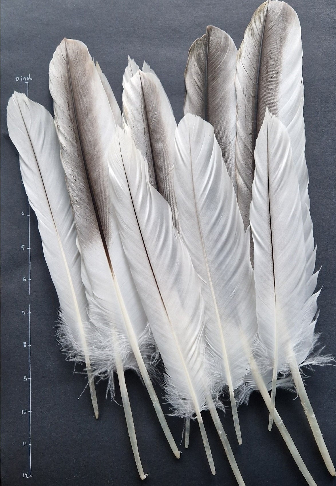 Pelican Feathers