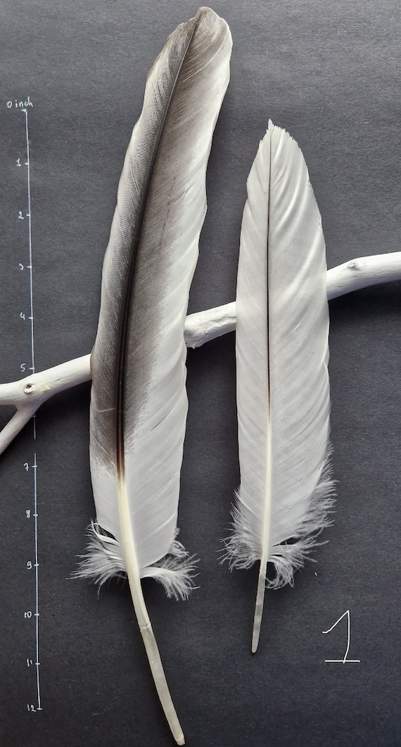 Pelican Feathers
