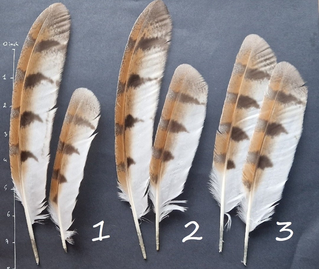 Barn Owl Feathers UPDATED - Etsy Canada