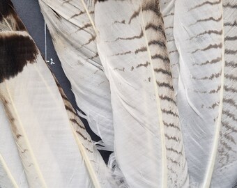 Rare Bird Feathers - Etsy
