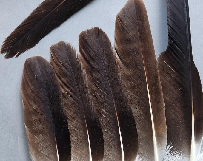 Naturally Molted Large Feathers. - Etsy Canada