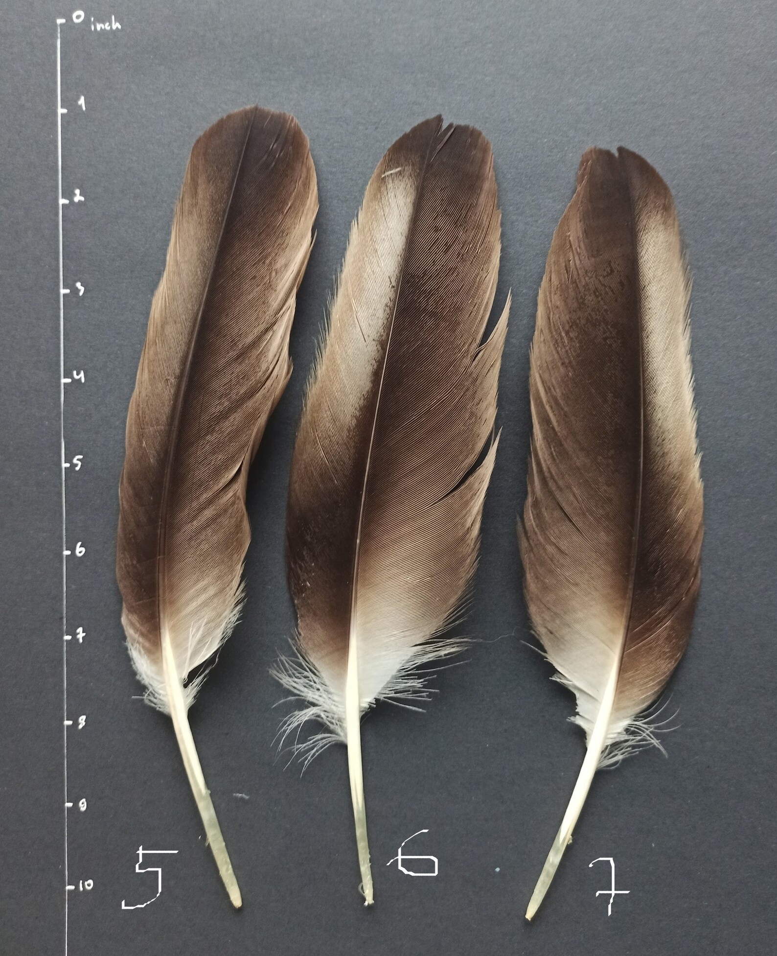 Feathers From Old Taxidermy of Egyptian Vulture - Etsy