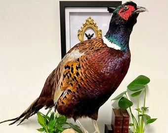 Pheasant Taxidermy Mount - Etsy