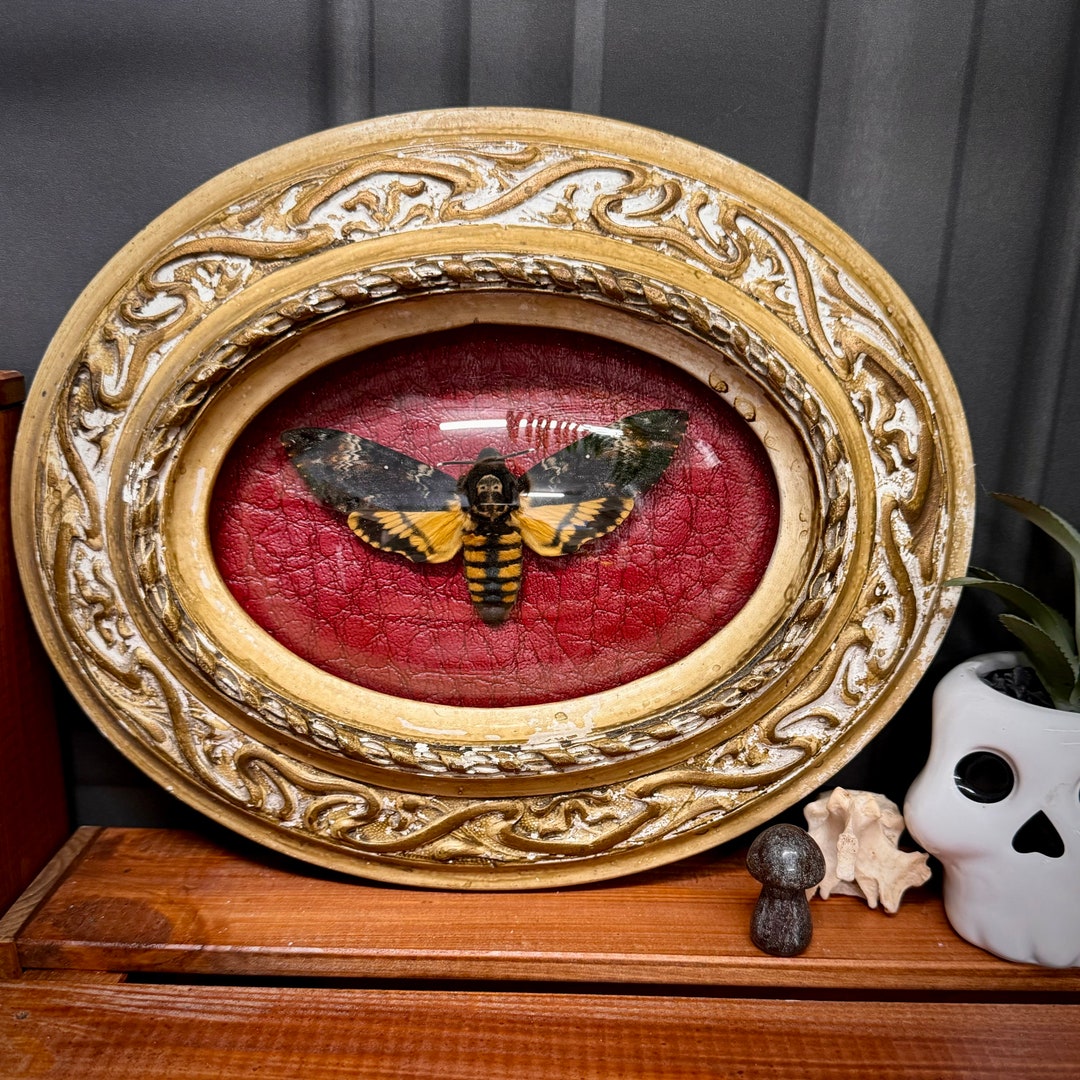 Death Head Hawk Moth Taxidermy in Vintage Bubble Frame - Etsy