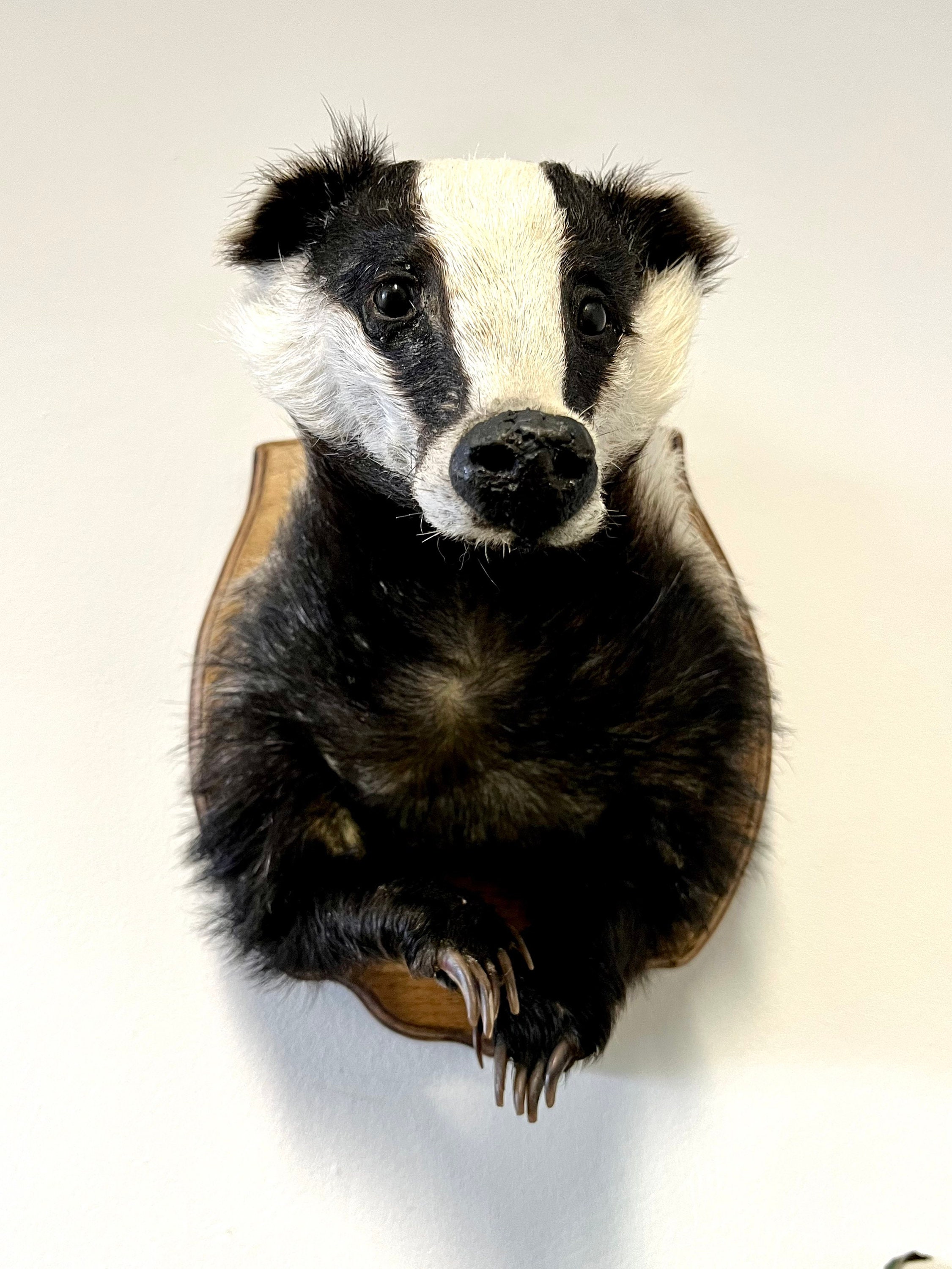 Taxidermy Badger Wall Mount | Etsy UK