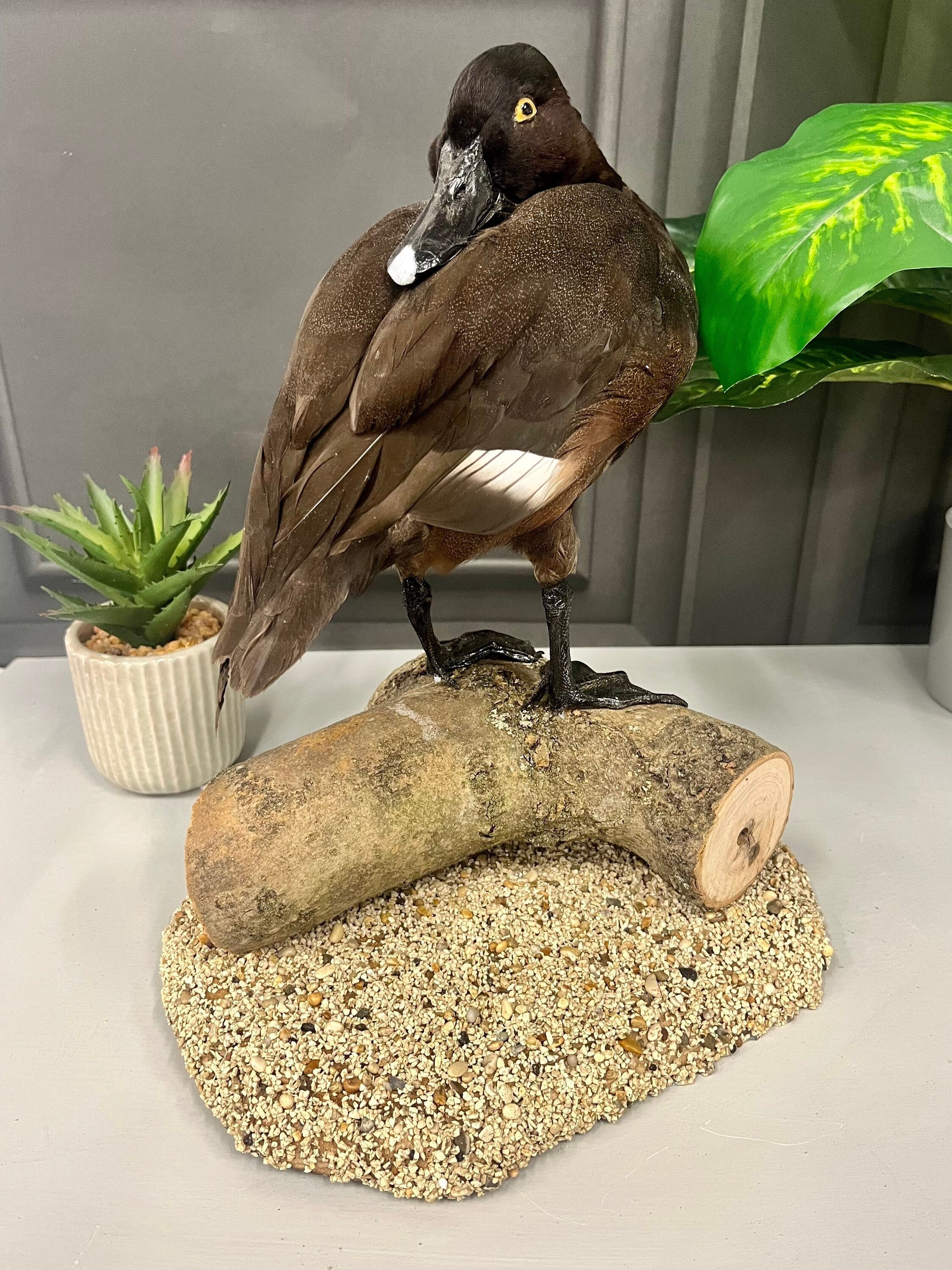 Mallard Duck Mounts Sitting