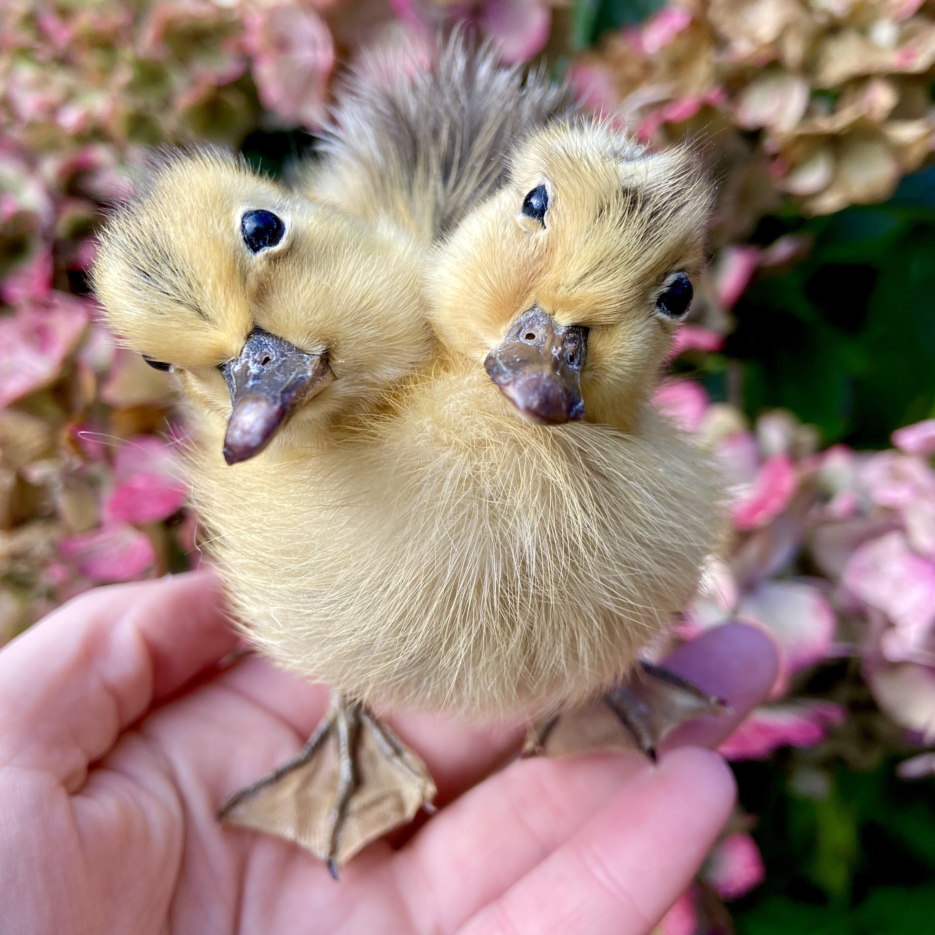 Two Baby Ducks