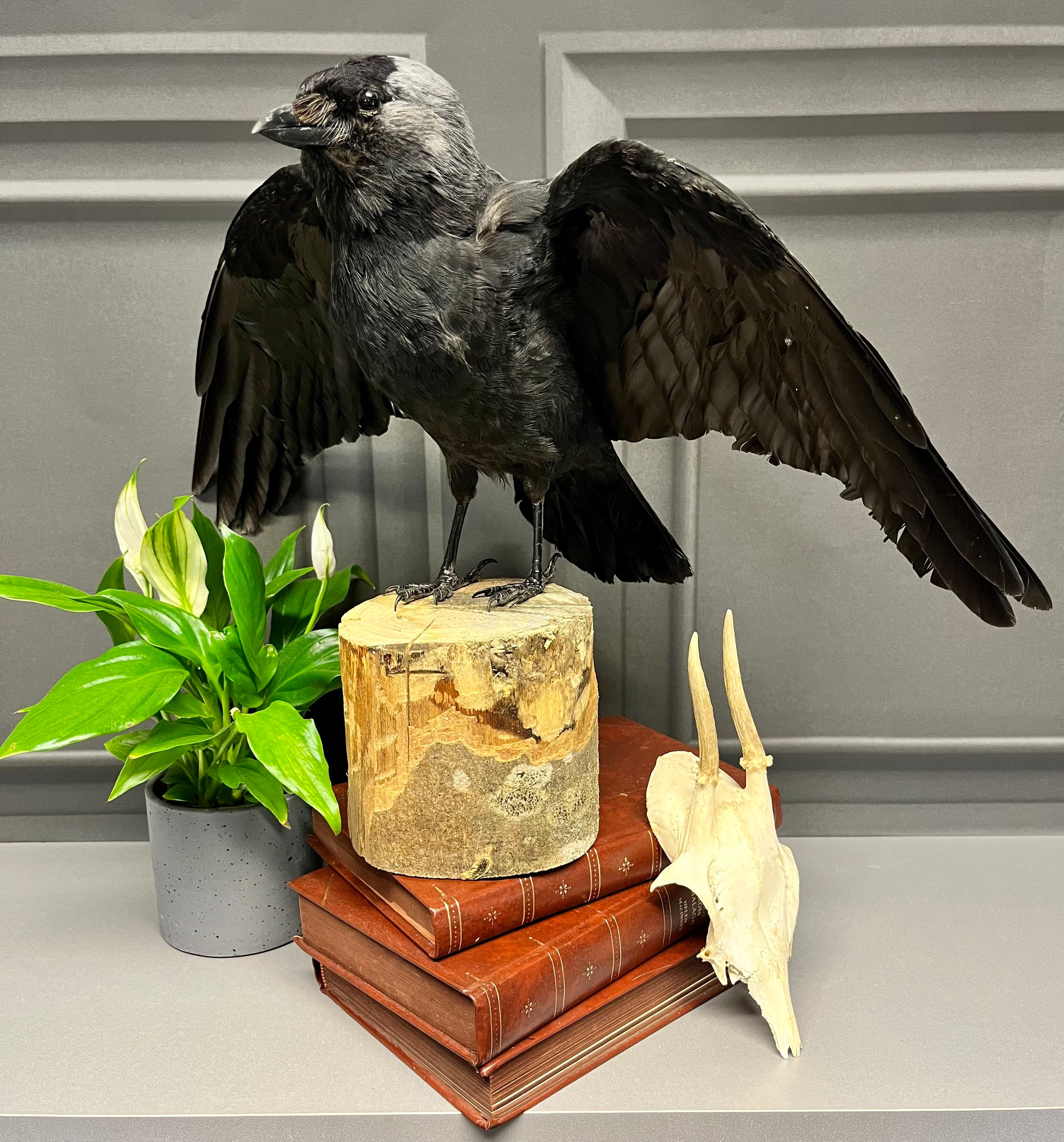 Taxidermy Jackdaw With Open Wings - Etsy UK