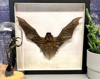 Taxidermy Bat in Frame - Etsy