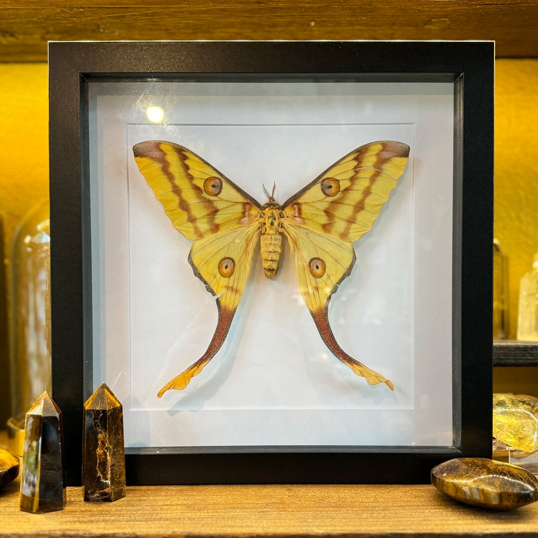 Comet Moth Taxidermy Mounted in Box Frame Madagascan Moon Moth - Etsy