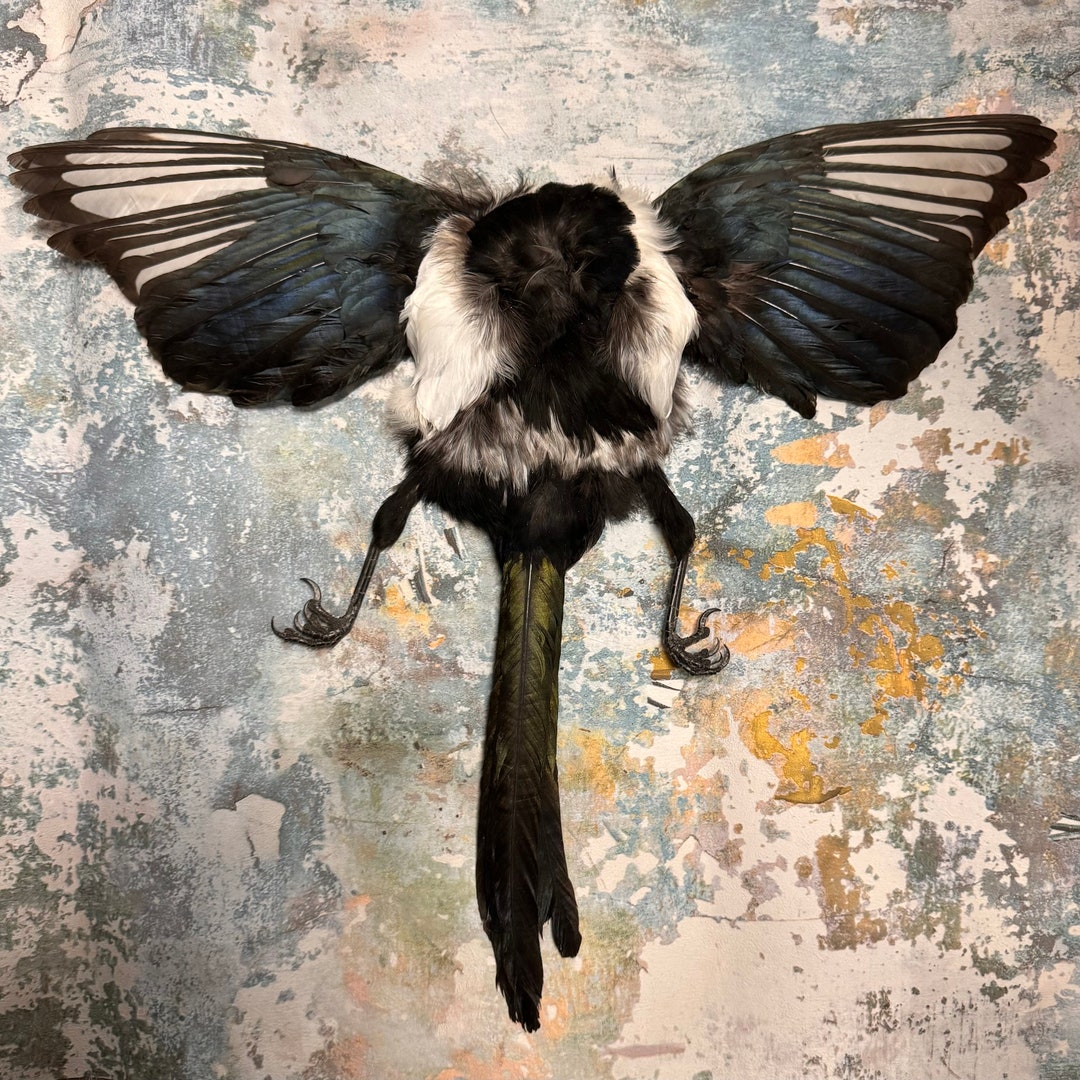 Taxidermy Magpie Wings Feet and Tail - Etsy