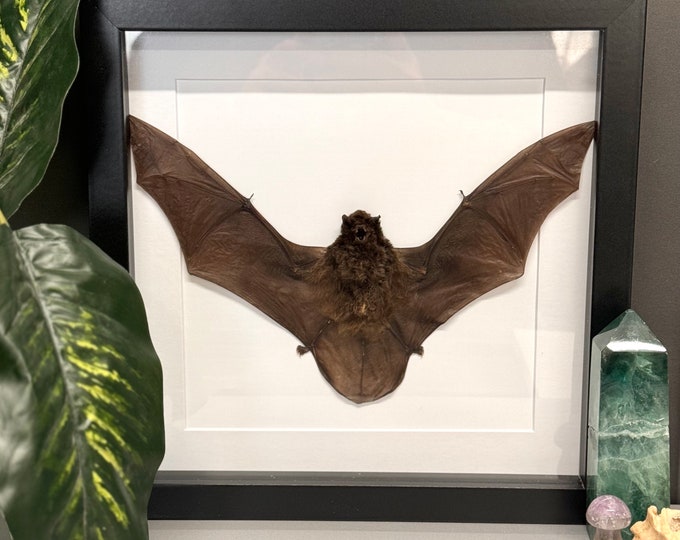 Taxidermy Fruit Bat Mounted in Box Frame rousettus Leschenaultii - Etsy
