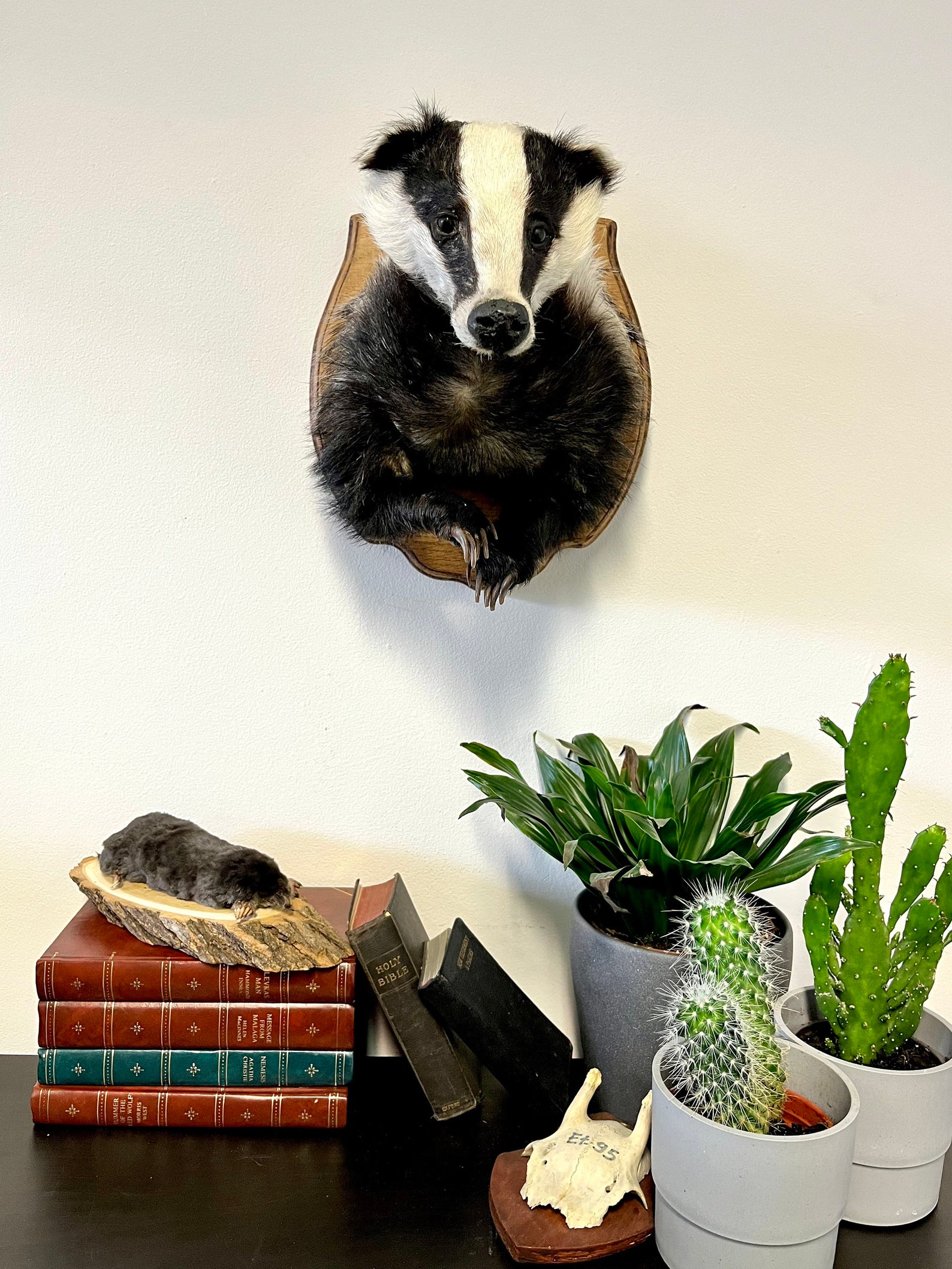 Taxidermy Badger Wall Mount | Etsy UK