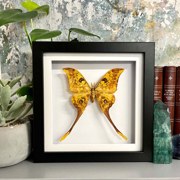 Moon Moth - Etsy