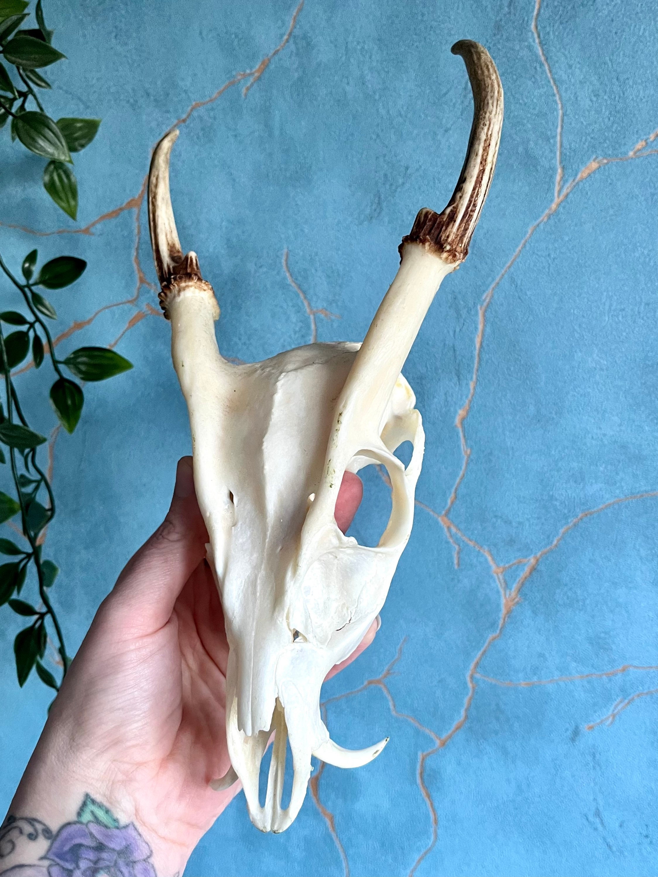 Muntjac Deer Skull