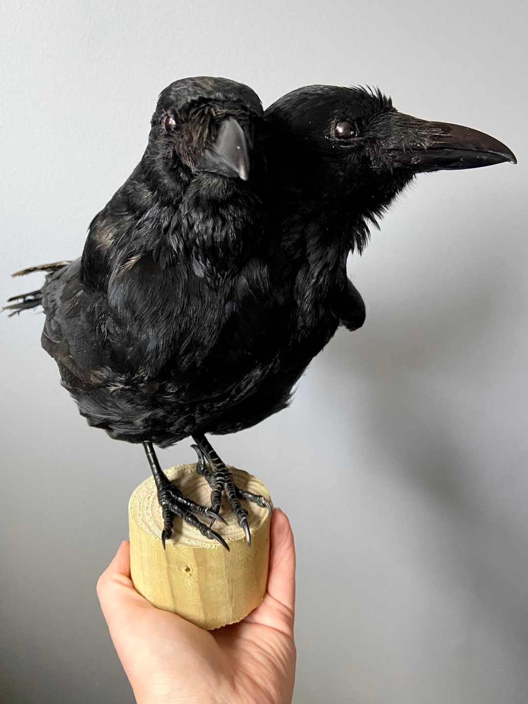 Taxidermy Two Headed Crow - Etsy