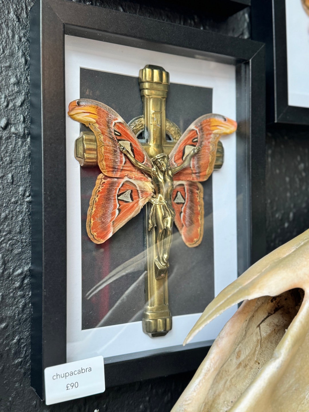 HUGE Attacus Atlas Moth Taxidermy, Entomology Box Frame - Etsy