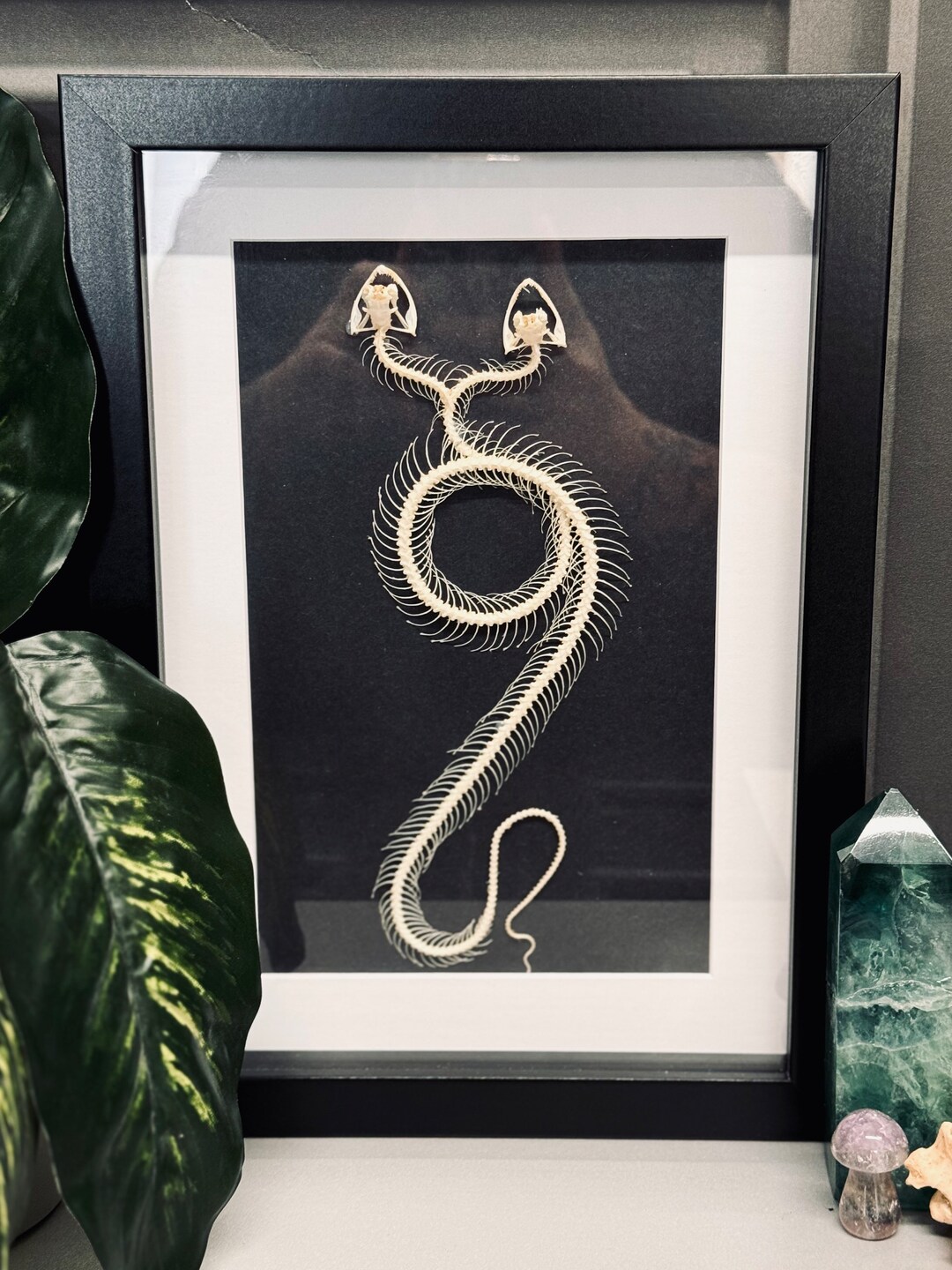 Taxidermy Two Headed Pit Viper Snake Skeleton in Box Frame - Etsy