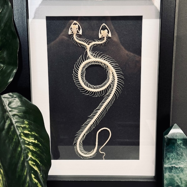 Two Headed Skeleton - Etsy