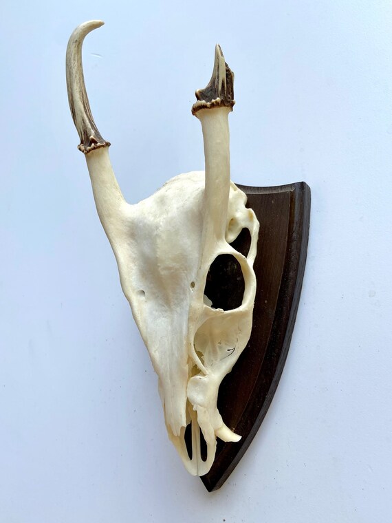 Taxidermy Muntjac Skull Wall Mountable | Etsy