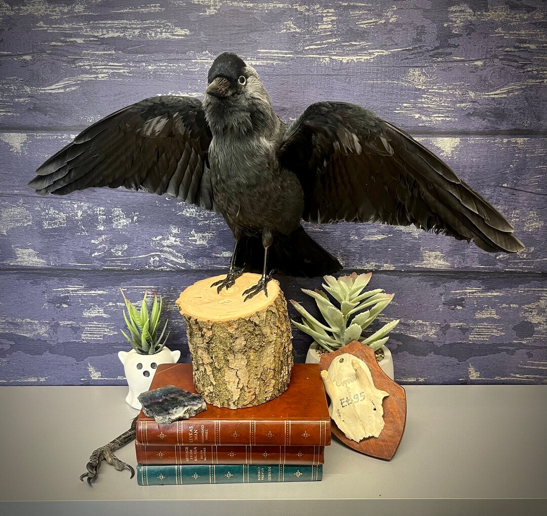 Taxidermy Jackdaw With Open Wings - Etsy UK