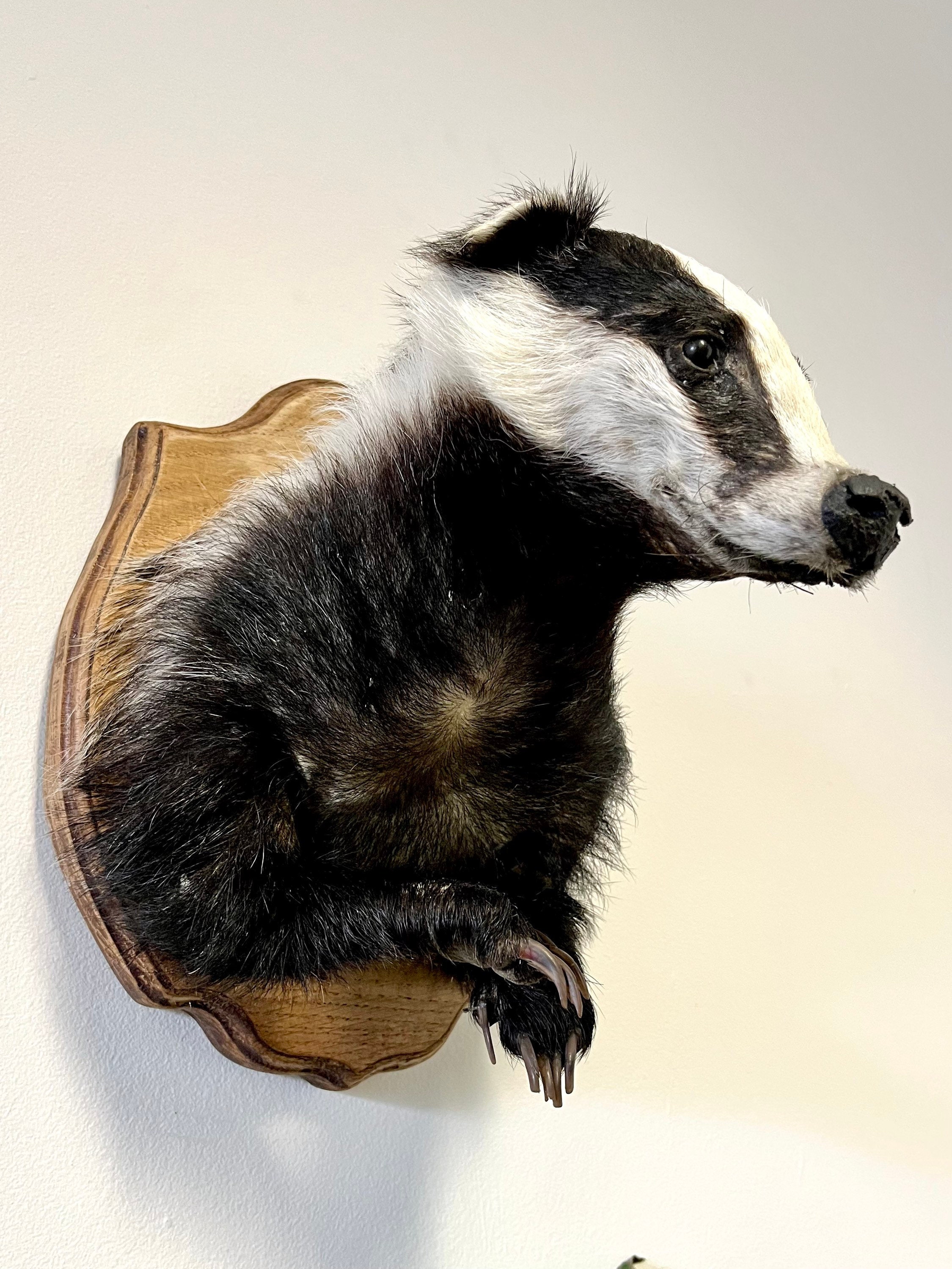 Taxidermy Badger Wall Mount | Etsy UK