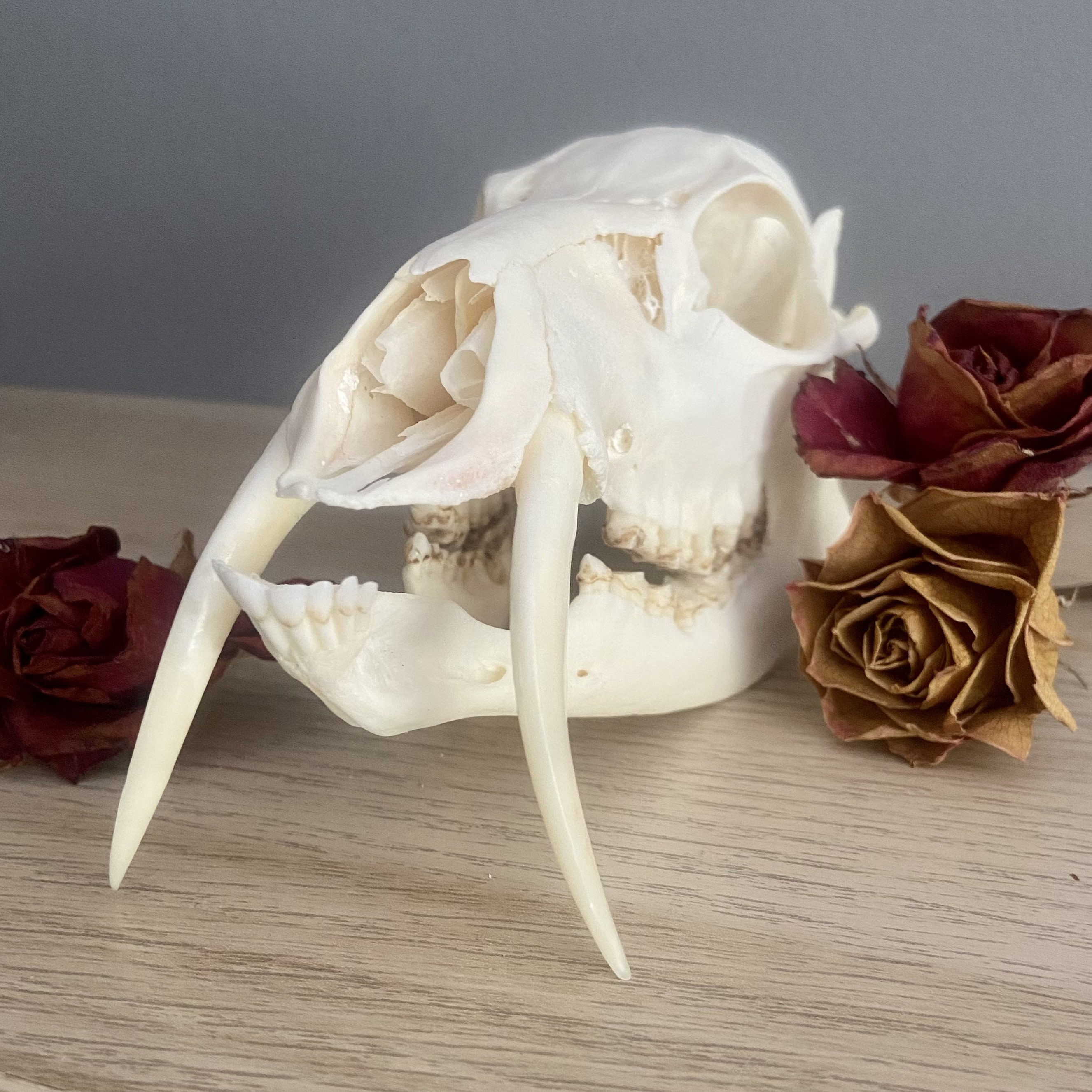 Taxidermy Chinese Water Deer Skull Real HUGE Teeth - Etsy UK