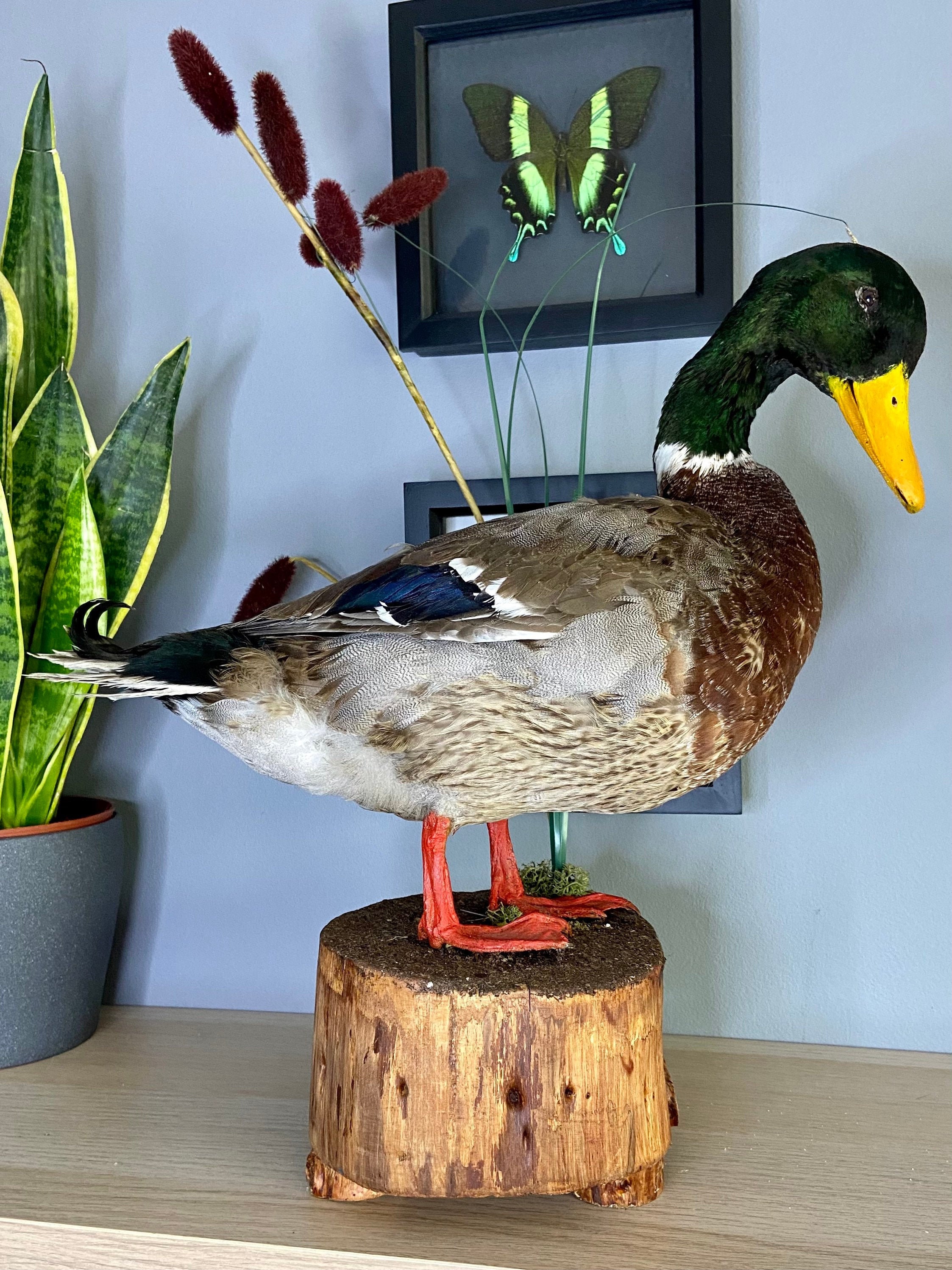 Mallard Duck Mounts Standing