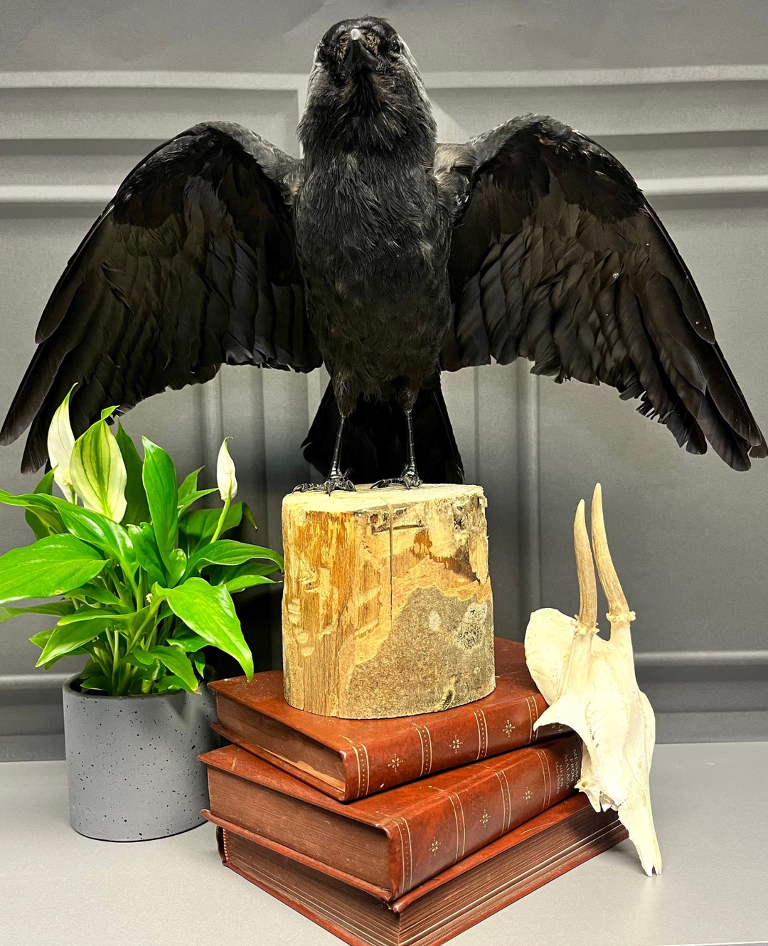 Taxidermy Jackdaw With Open Wings - Etsy UK