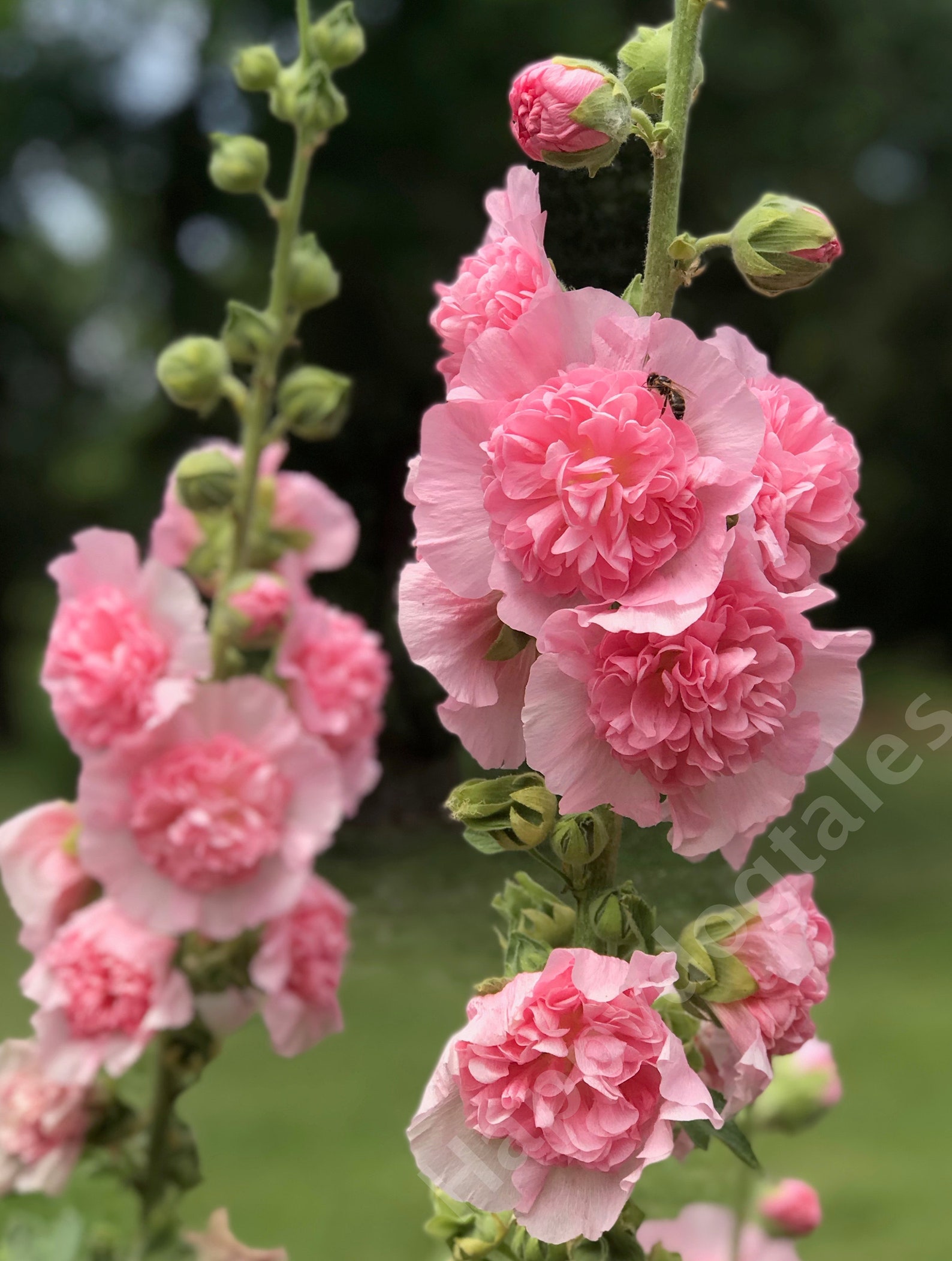 Nature Photography Pink Flowers Stalks Summer Botanical Garden - Etsy