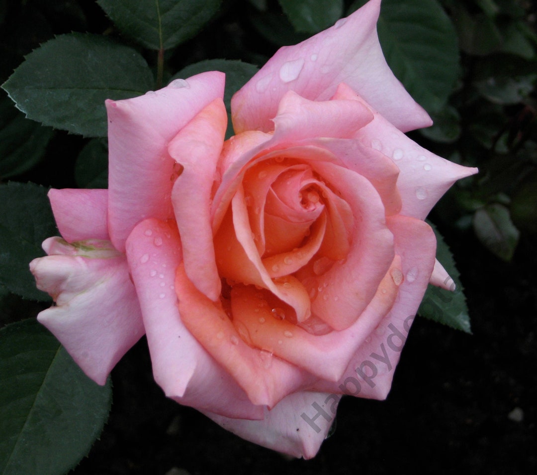 Timeless Nature Photography, Pink Rose Dew, Anniversary Gift Wall Art ...