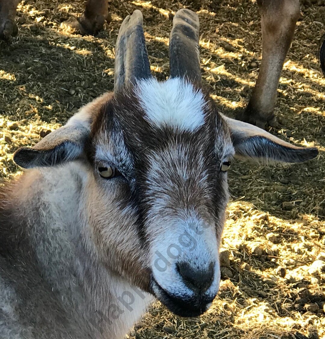 Fun Farm Photography, Goat Eyes, Unique Wall Art - Etsy