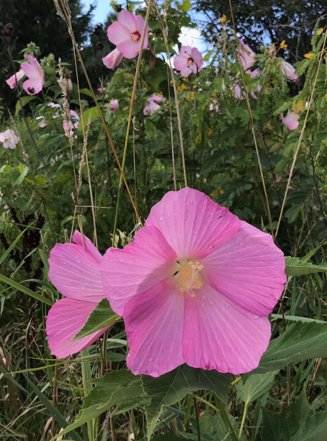 Native Hibiscus Swamp Rose Mallow Seeds hibiscus Moscheutos - Etsy