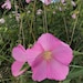 Native Hibiscus Swamp Rose Mallow Seeds (hibiscus Moscheutos) - Etsy