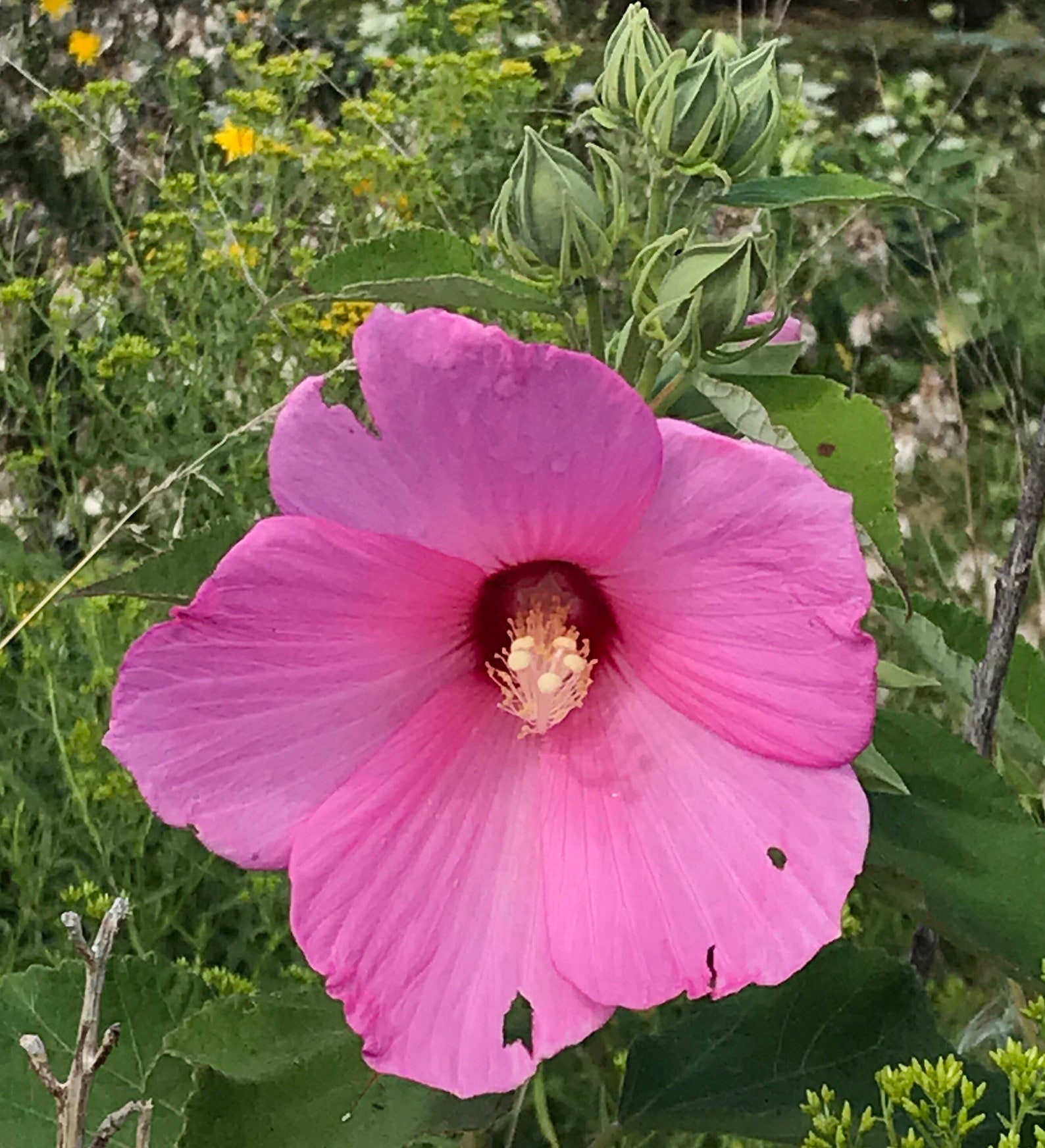 Native Hibiscus Swamp Rose Mallow Seeds hibiscus Moscheutos - Etsy