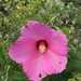 Native Hibiscus Swamp Rose Mallow Seeds (hibiscus Moscheutos) - Etsy