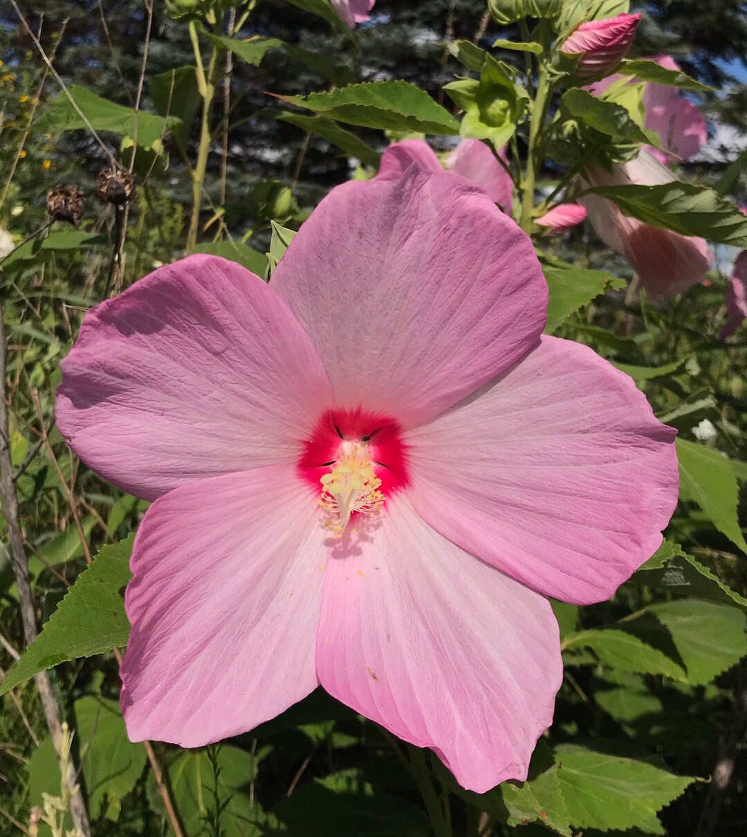 Native Hibiscus Swamp Rose Mallow Seeds (hibiscus Moscheutos) - Etsy