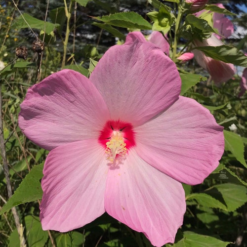 Native Hibiscus Swamp Rose Mallow Seeds hibiscus Moscheutos - Etsy