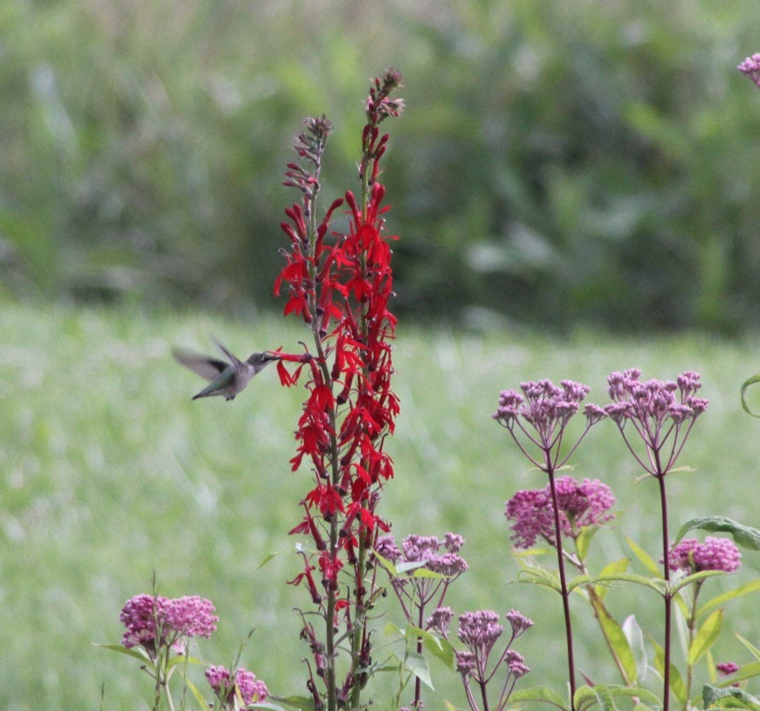 Hummingbird Garden Seeds - Etsy