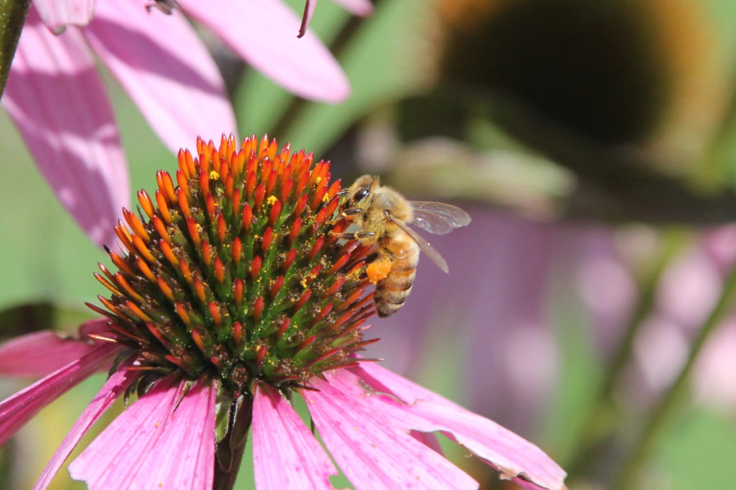 Bee Seed Bombs 12ct - Etsy