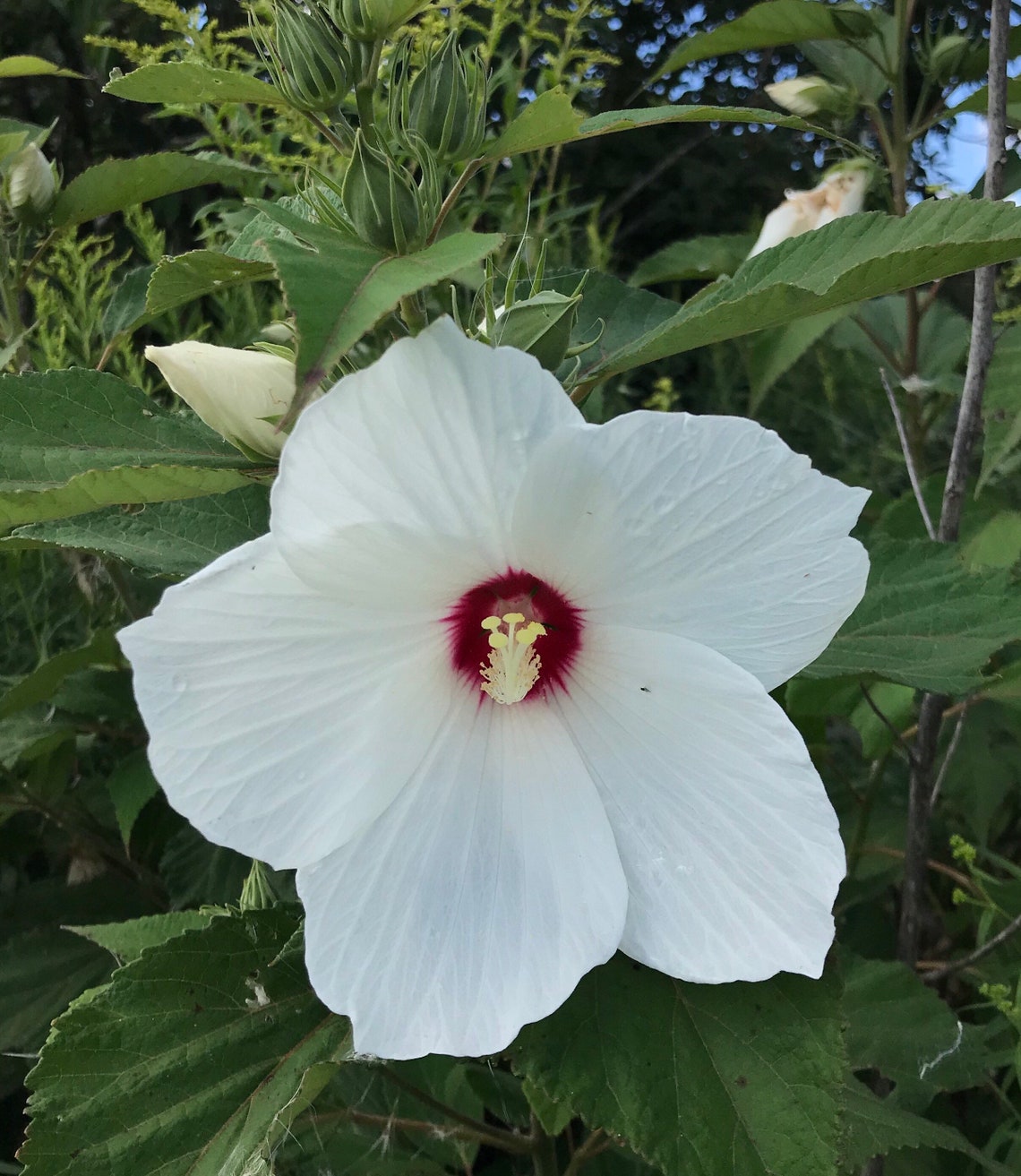 Native Hibiscus Swamp Rose Mallow Seeds hibiscus Moscheutos - Etsy