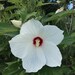 Native Hibiscus Swamp Rose Mallow Seeds (hibiscus Moscheutos) - Etsy