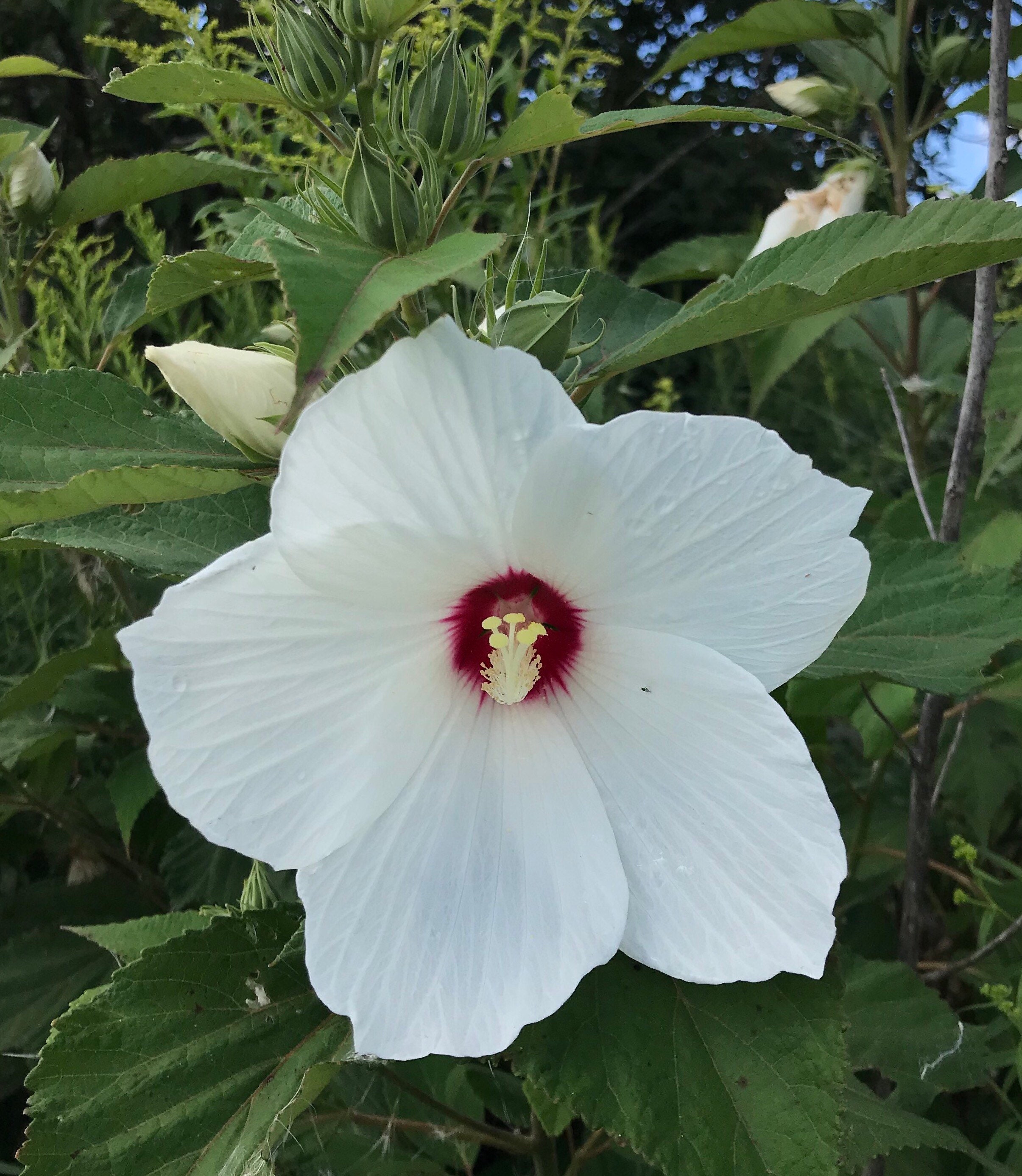 Native Hibiscus Swamp Rose Mallow Seeds hibiscus Moscheutos - Etsy